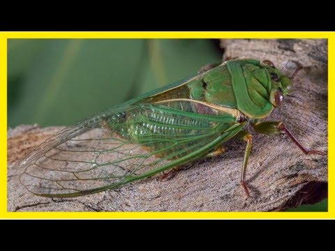 Songs of summer: where can you find the loudest cicadas? - YouTube