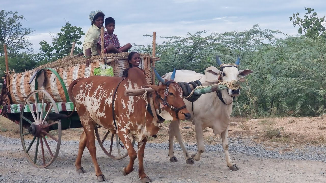 women bullock cart-women bull riders-woman riding bull cart-indian ...