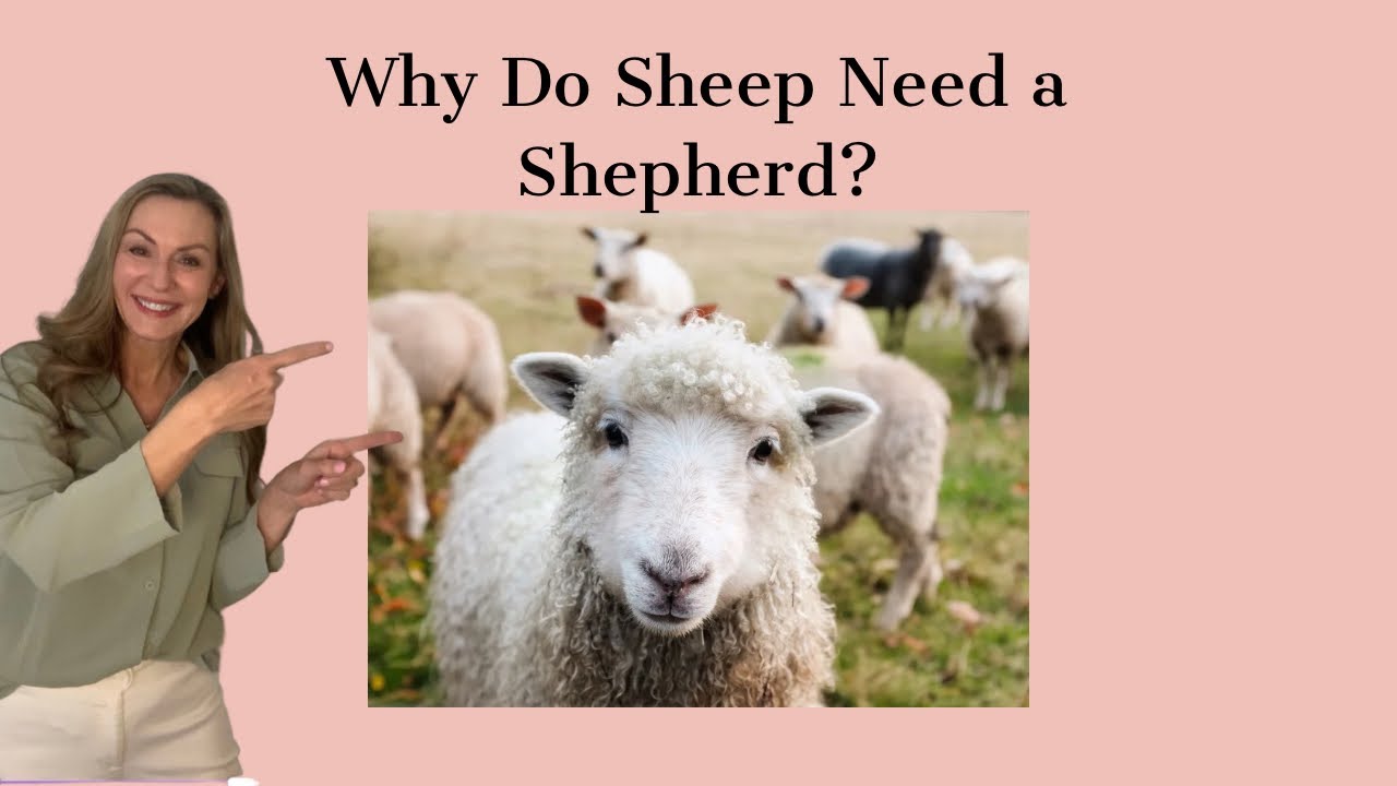 Why Do Sheep Need a Shepherd? - YouTube