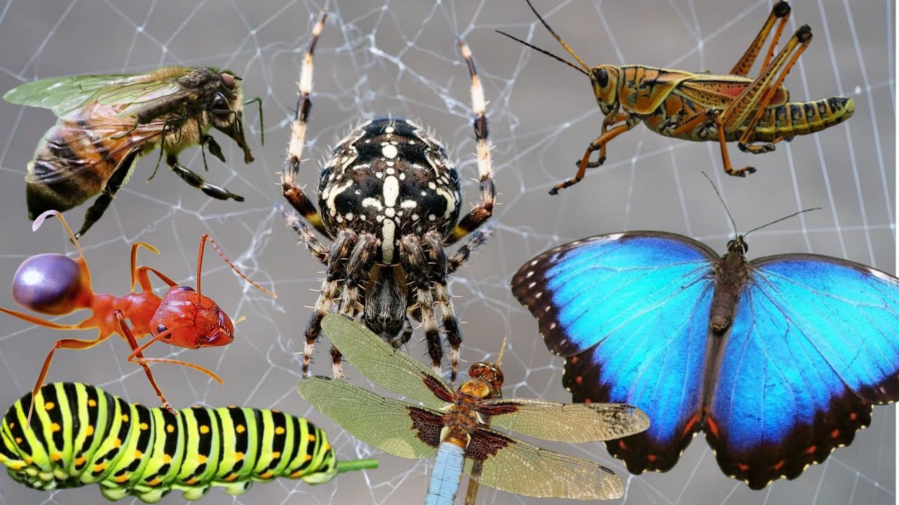 Meet the Mini Marvels: Learn the Names of Bugs with Clever Cubs Hub ...