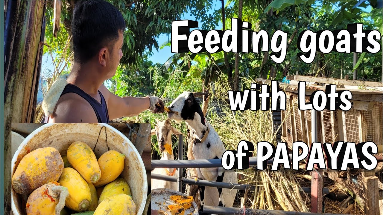 Feeding goats with lots of papayas... - YouTube