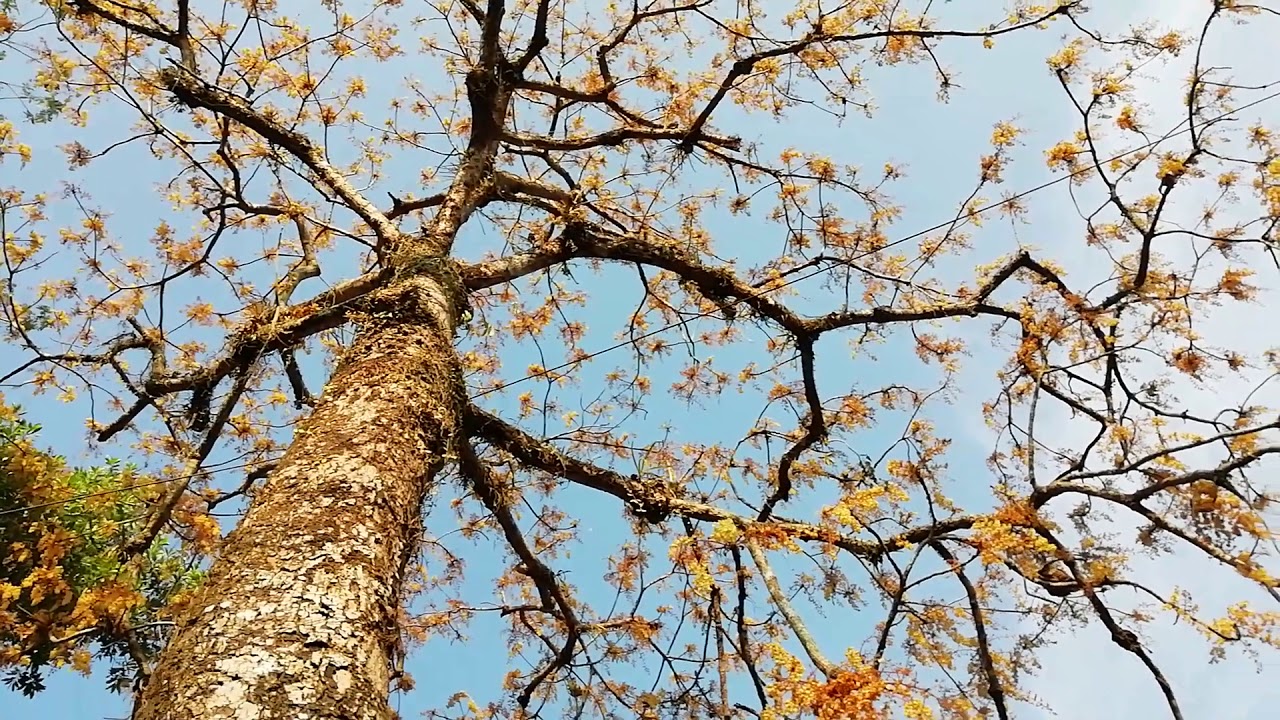 Udal or Elephant rope tree | Flora of Bangladesh : Udal flowers. - YouTube