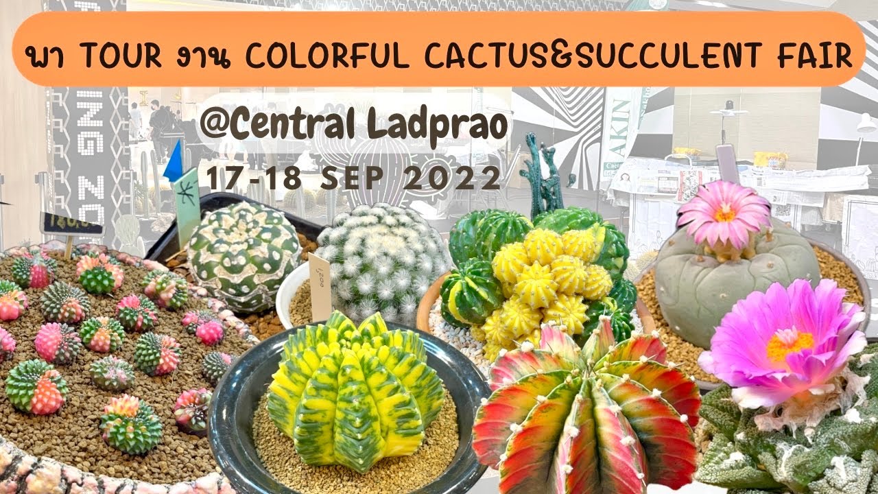 | Garden | Tour Colorful cactus & succulent fair@Central ladprao 17-18 ...