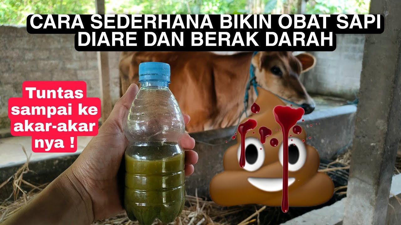 ‼️JANGAN LANGSUNG DIJUAL, OBAT SEDERHANA SAPI DIARE DAN BERAK DARAH ...