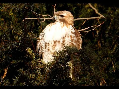 RED TAILED HAWK, MOUNT AUBURN 2135 SUN. MAR. 02, 2025 5266 5269 - YouTube