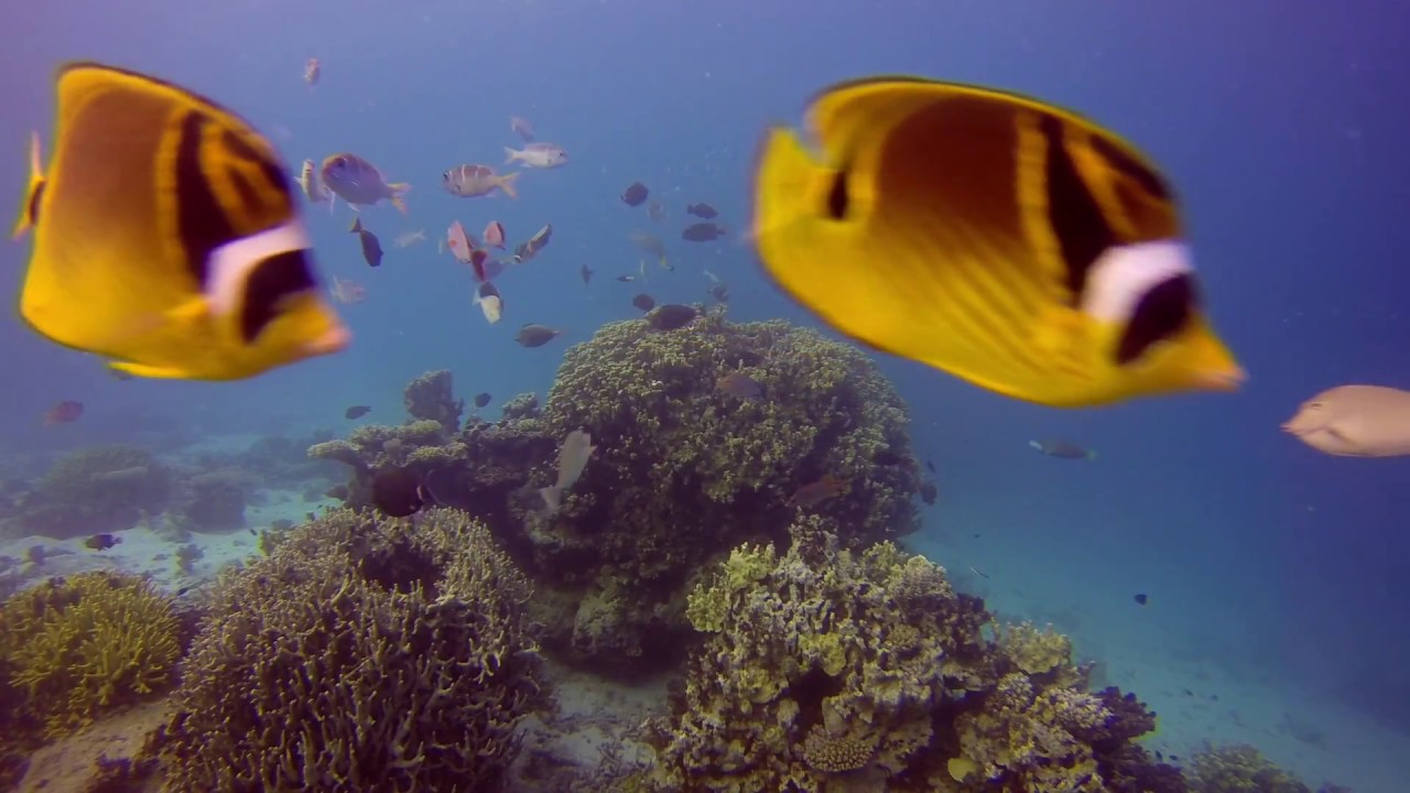 Coral Reef Screensaver 13 HD - YouTube