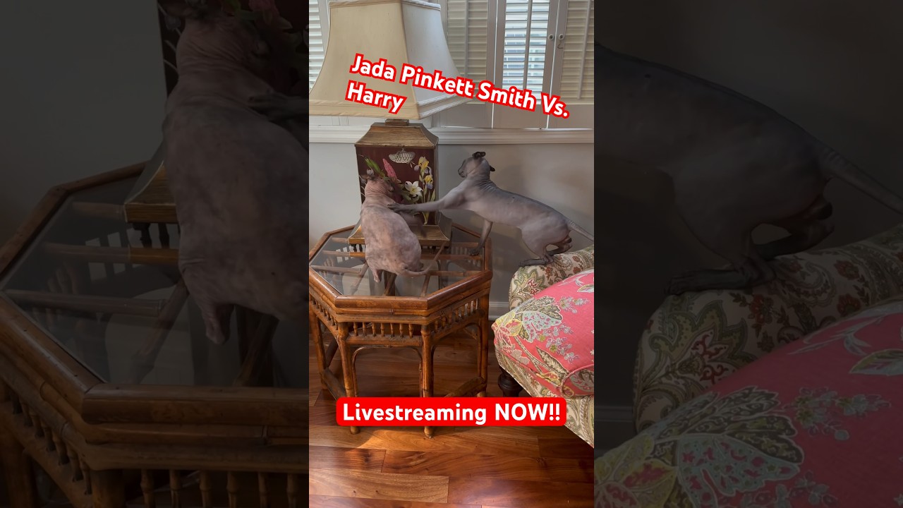 Friday Night Cat Fight - Livestreaming NOW!! 🥊 - YouTube