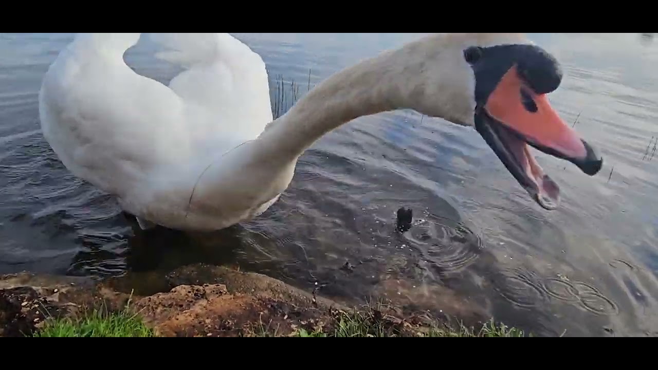 Mute swan cob feeding on seeds, with the Juvinile. ( King swan ) - YouTube
