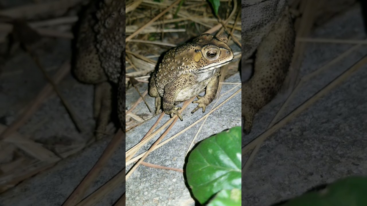 Toad vibration croaking!😍#wildlife #frog #toads #shortfeed #animals ...