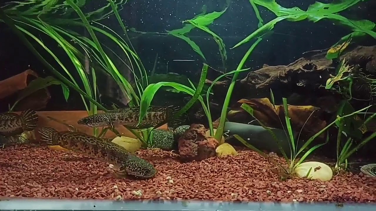 Planted Golden Cobra tank in SL - YouTube