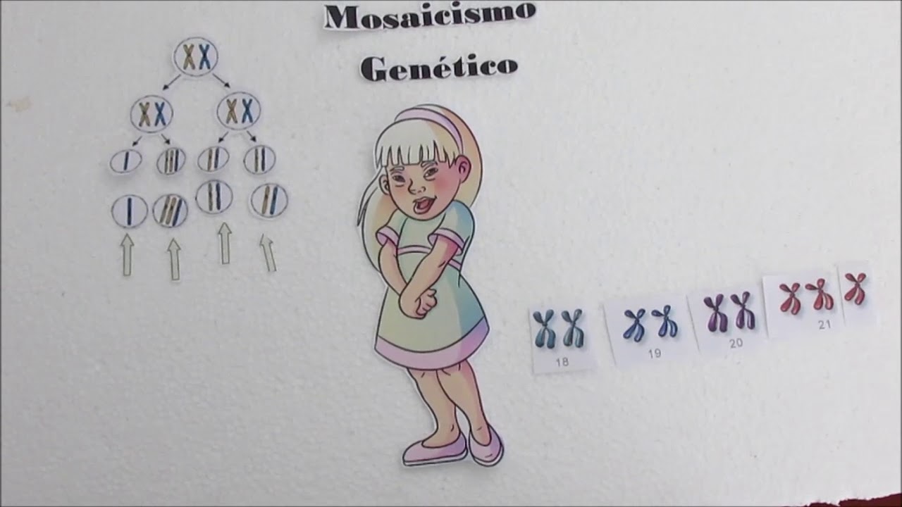 Mosaicismo Genètico - YouTube
