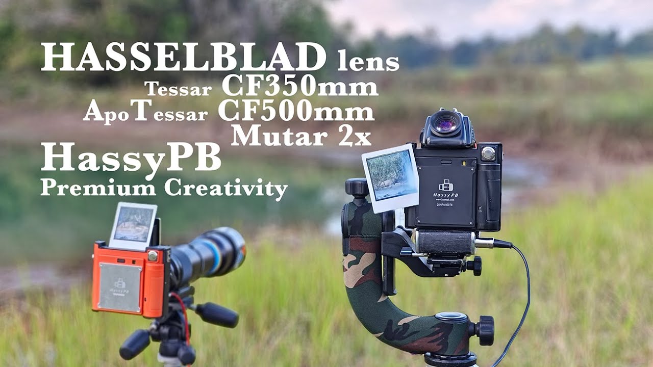 En: Thai sub : Wildlife photo shoot with Hasselblad telephoto lens and ...