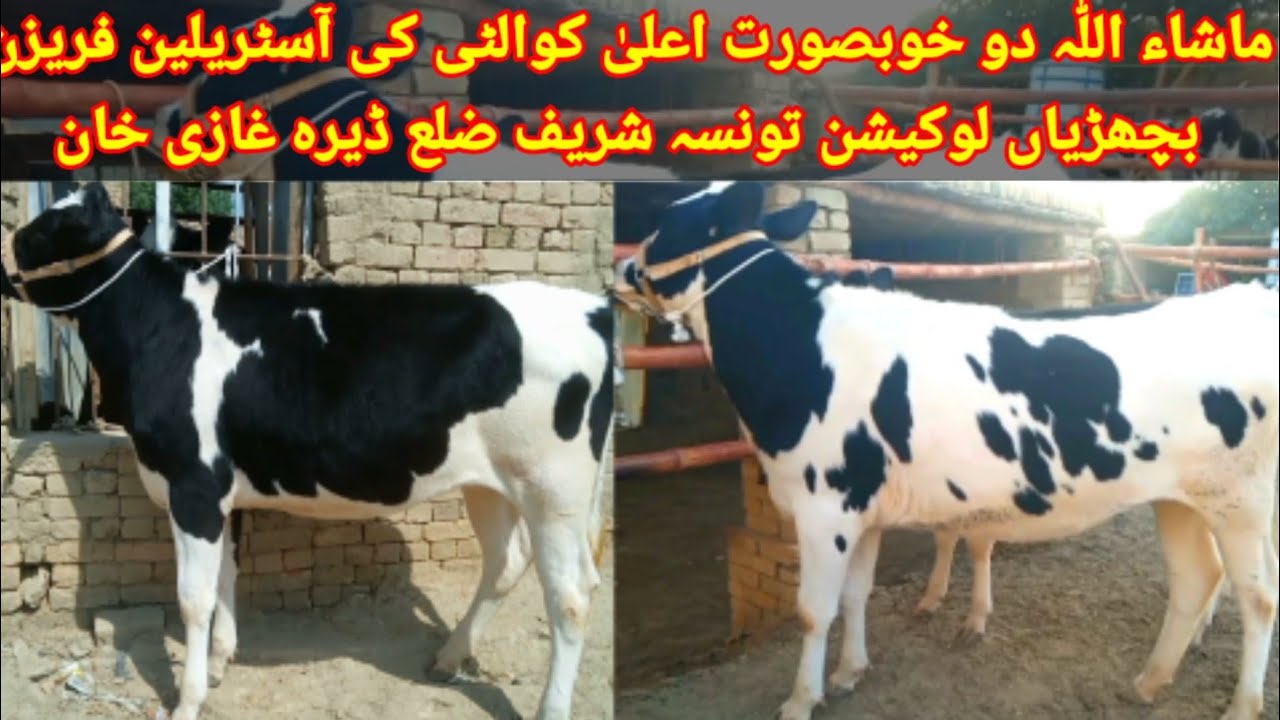 Two Top quality Hefiers || pure Australian and pure Frisian Hefier ...