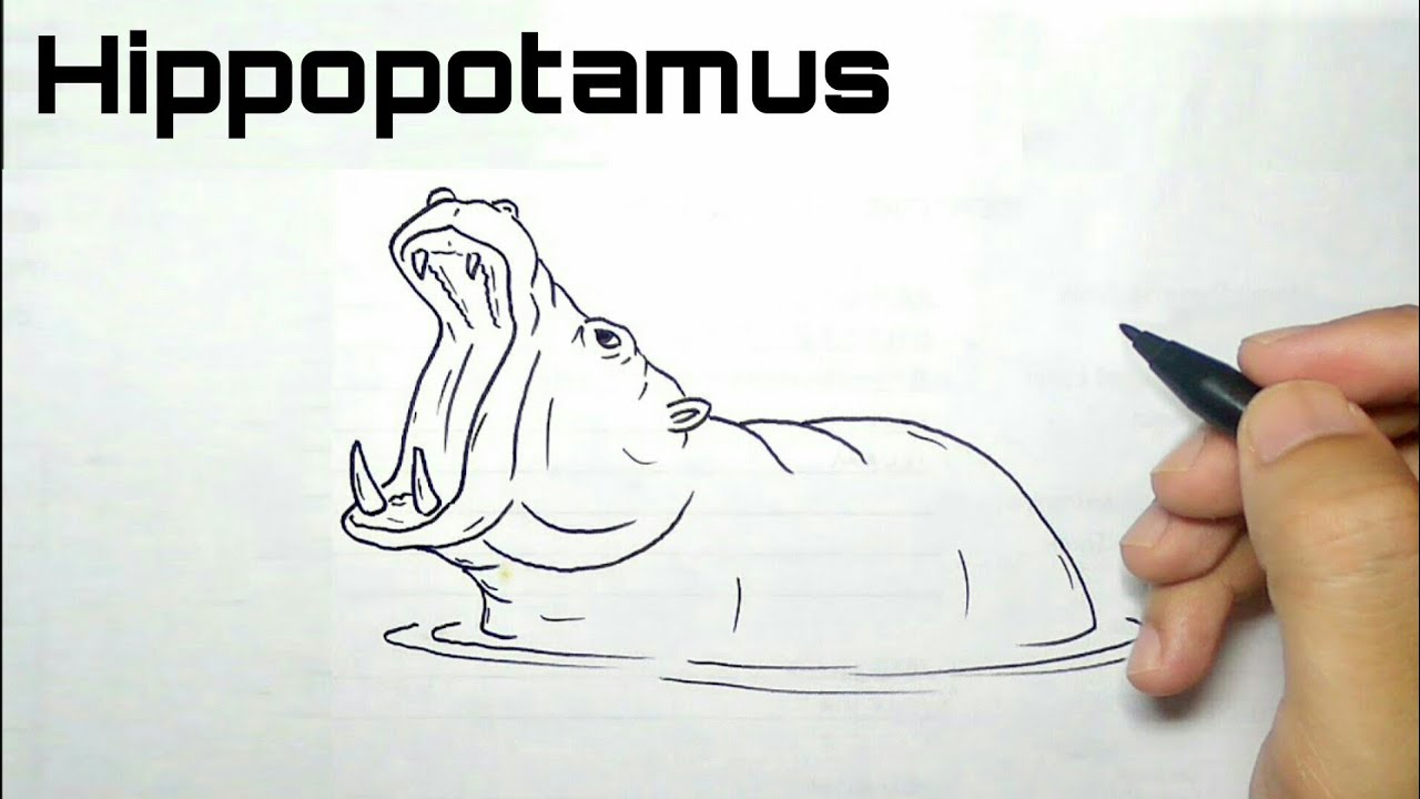 Cute Hippo Drawing In Water
