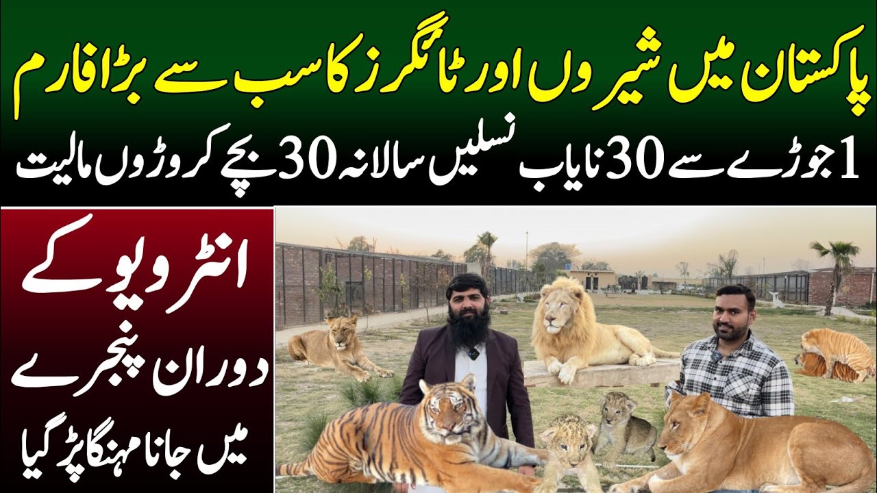 Biggest Lion Farm in lahore Pakistan - YouTube