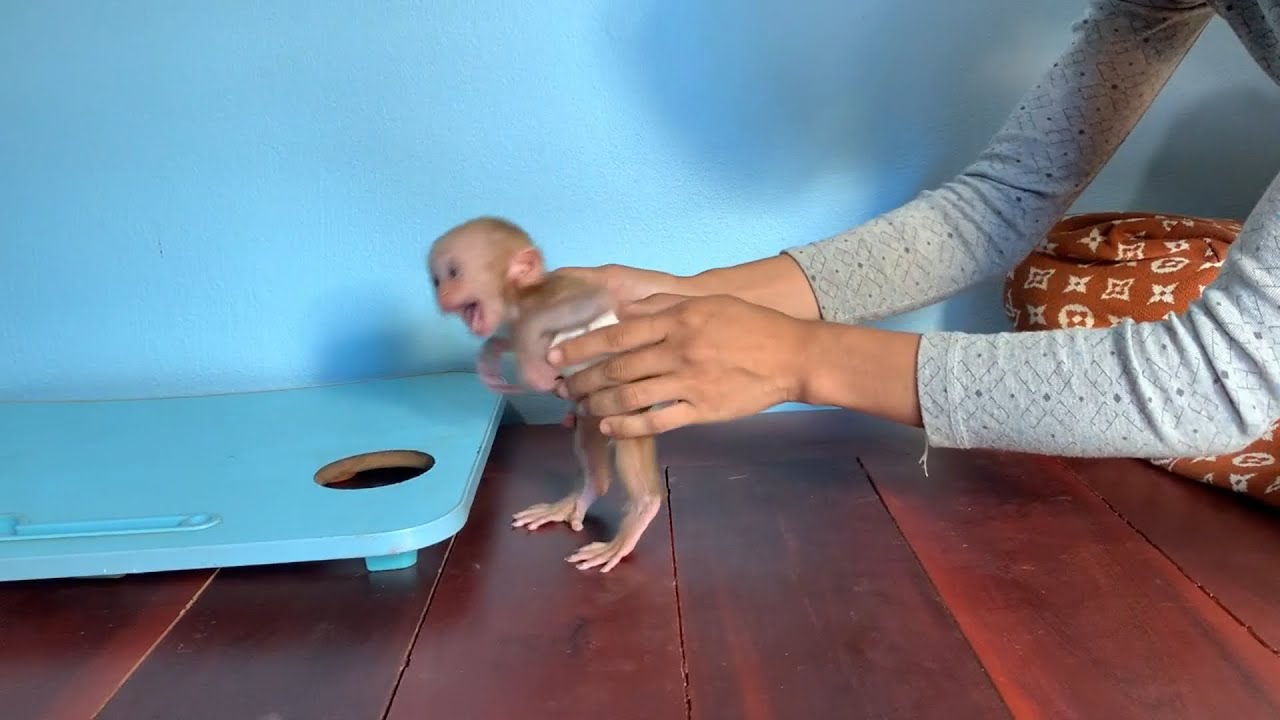 Mommy tri to catch baby monkey to sit down on the table - YouTube