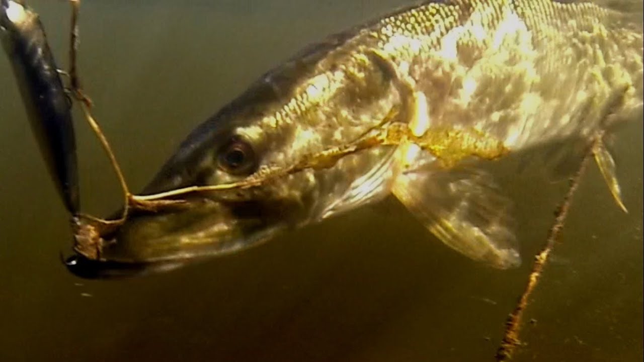 Pike fishing with lures, underwater action camera. Рыбалка: щука на ...