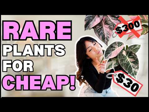 Growing Rare $$$ Plants for CHEAP from Tissue Culture | Pink Alocasia & Anthurium | Houseplant Care