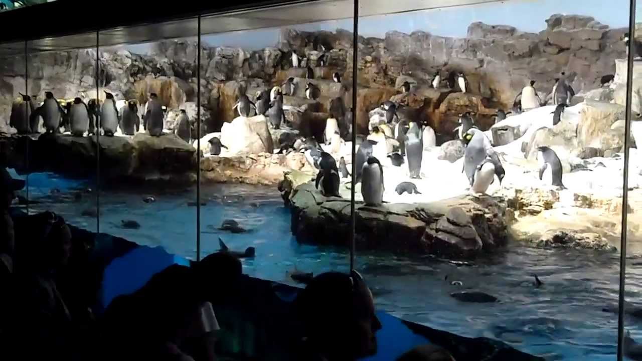Penguins at Sea World - YouTube