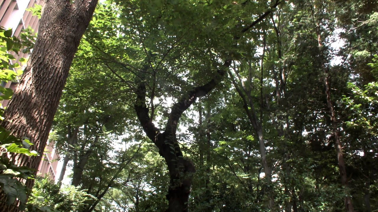 Sound of Japanese Cicadas 1 - YouTube