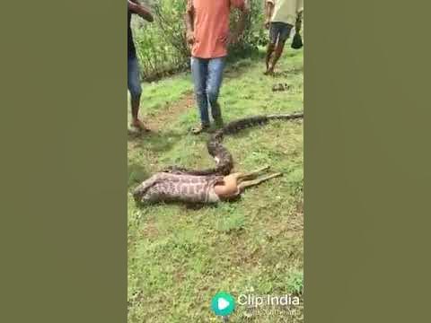 Big snake eating deer 사슴을 먹는 뱀(구렁이) - YouTube