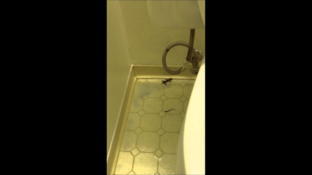 Angry Gecko Meme