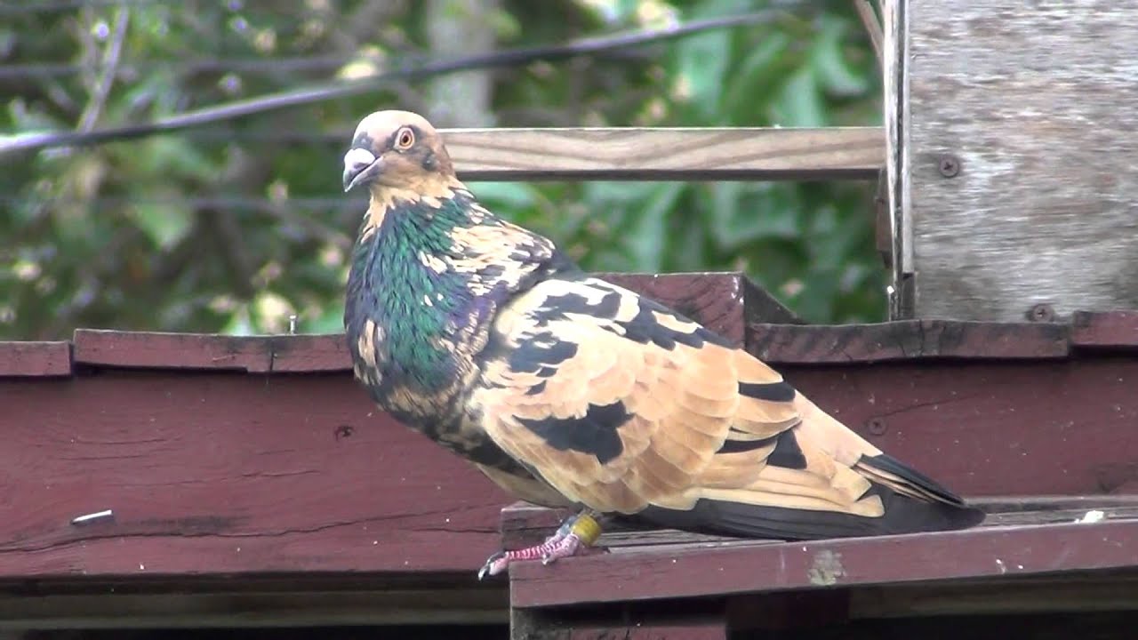 Mahona de la Antena. - YouTube