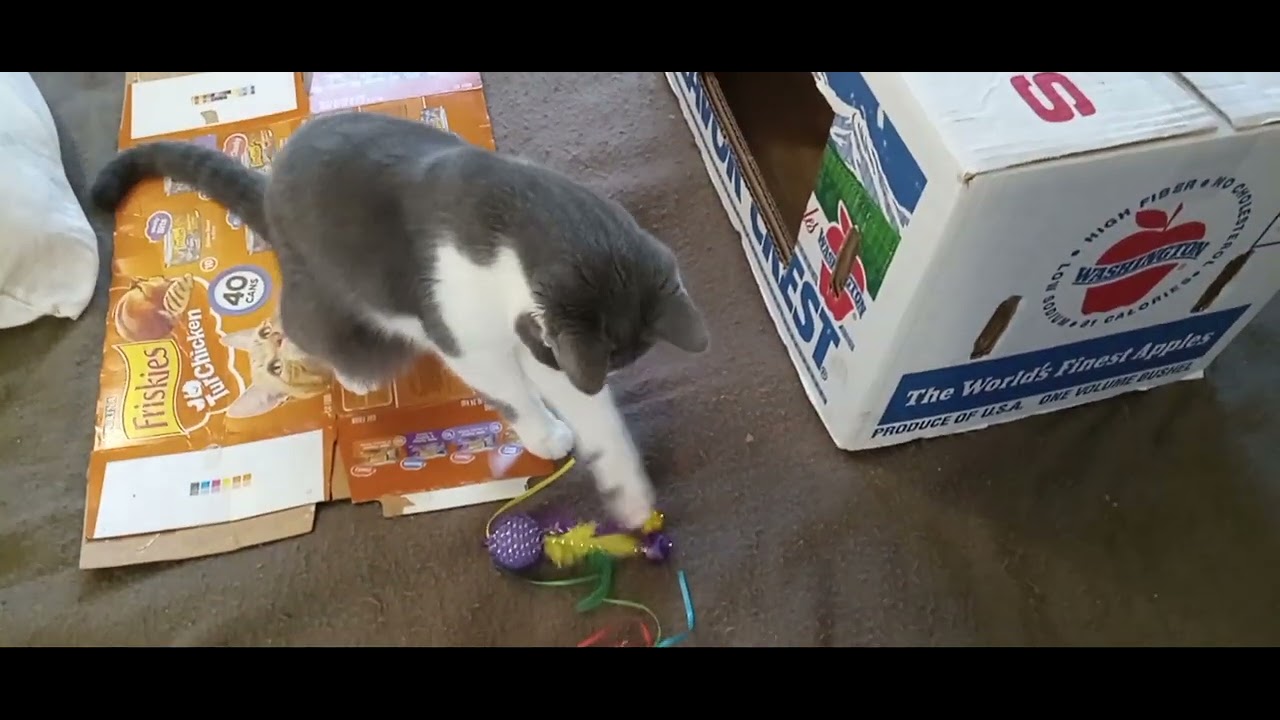 Squeak Trying Out Some New Toys - YouTube