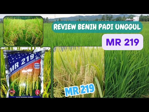 Review Benih Padi Varietas MR 219 di Tahun 2025 - YouTube