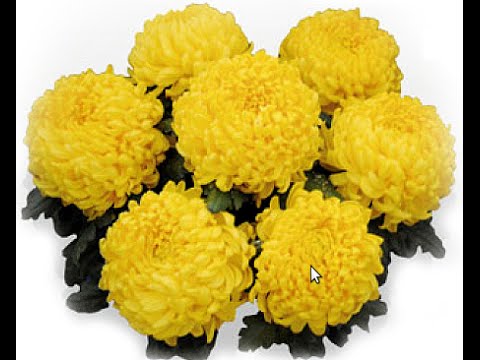 DJ Łysy - Chryzantemy Złociste - YouTube