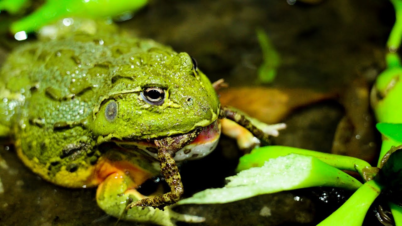 African Bullfrog show great hunting skills in the wild【WARNING LIVE ...