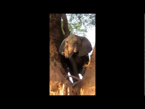 Elephant in a tree!