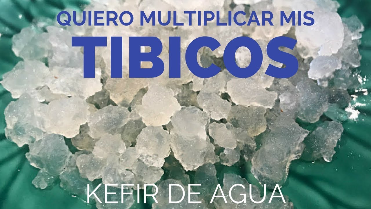 Cómo multiplicar mis TIBICOS *(KEFIR DE AGUA) - YouTube