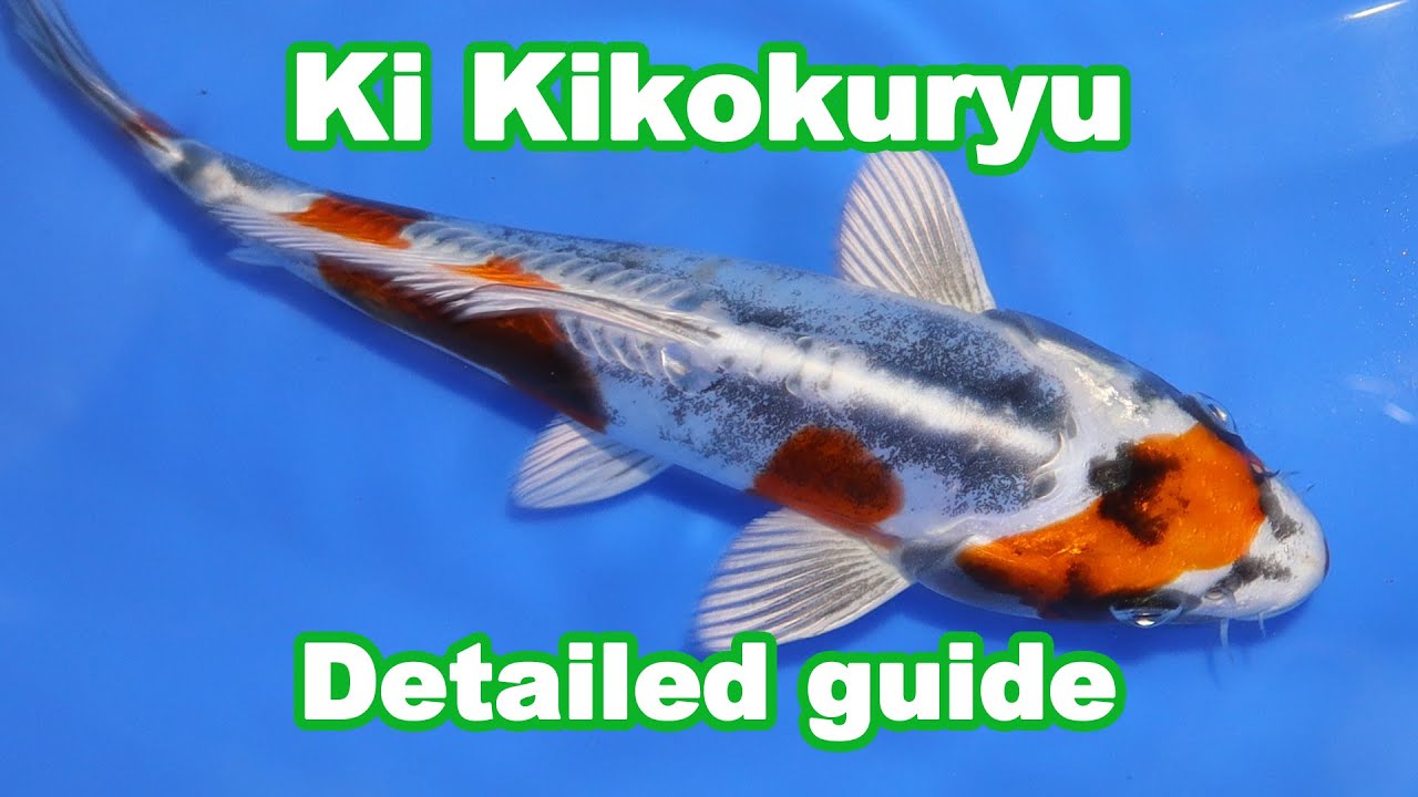 The Ki Kikokuryu or Dragon Koi Fish variety [Detailed guide] - YouTube
