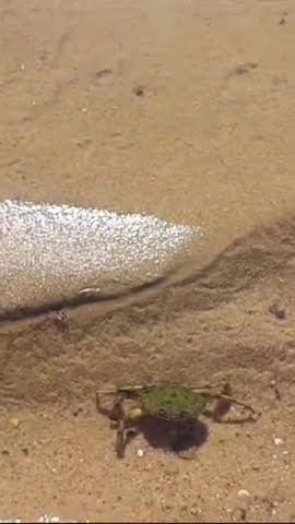 Dolly catches a horseshoe crab in the bay of Cape Cod - YouTube