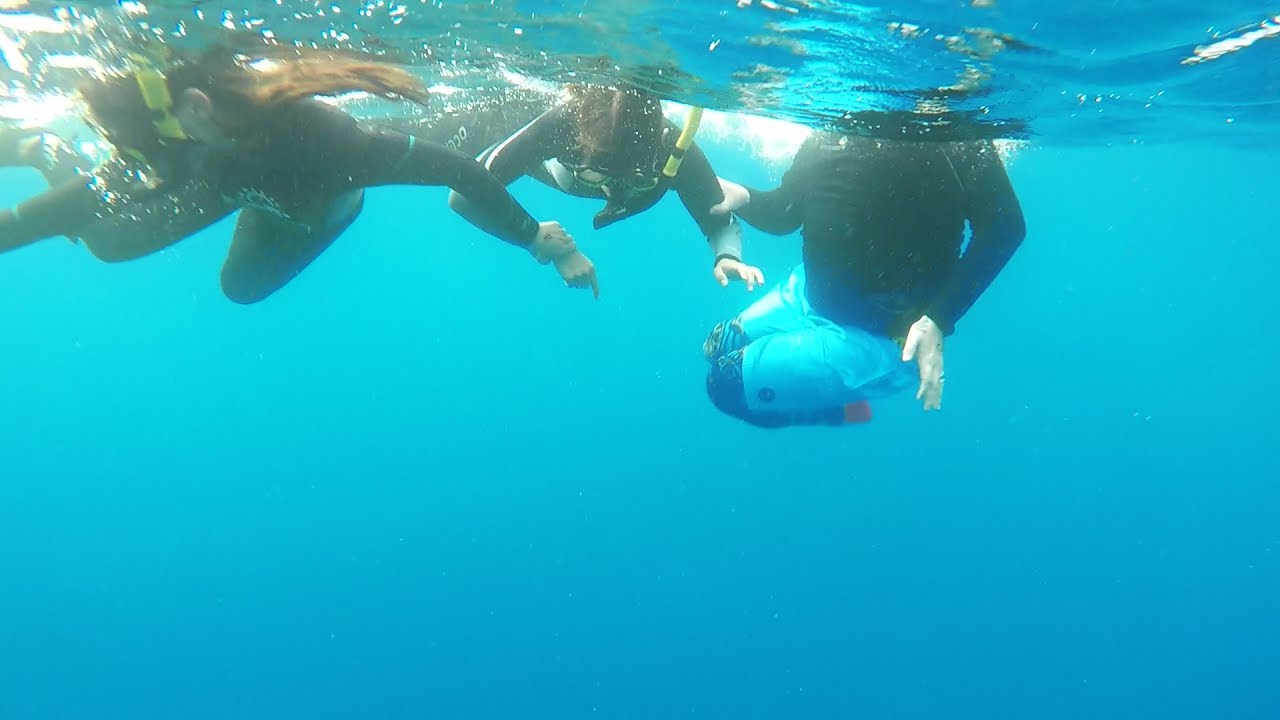 Sunreef Mooloolaba Swim with Whales 2017 first week - YouTube