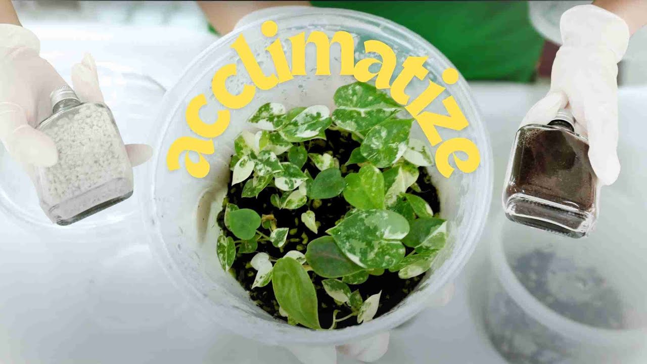 How to acclimatize your TC plants - YouTube