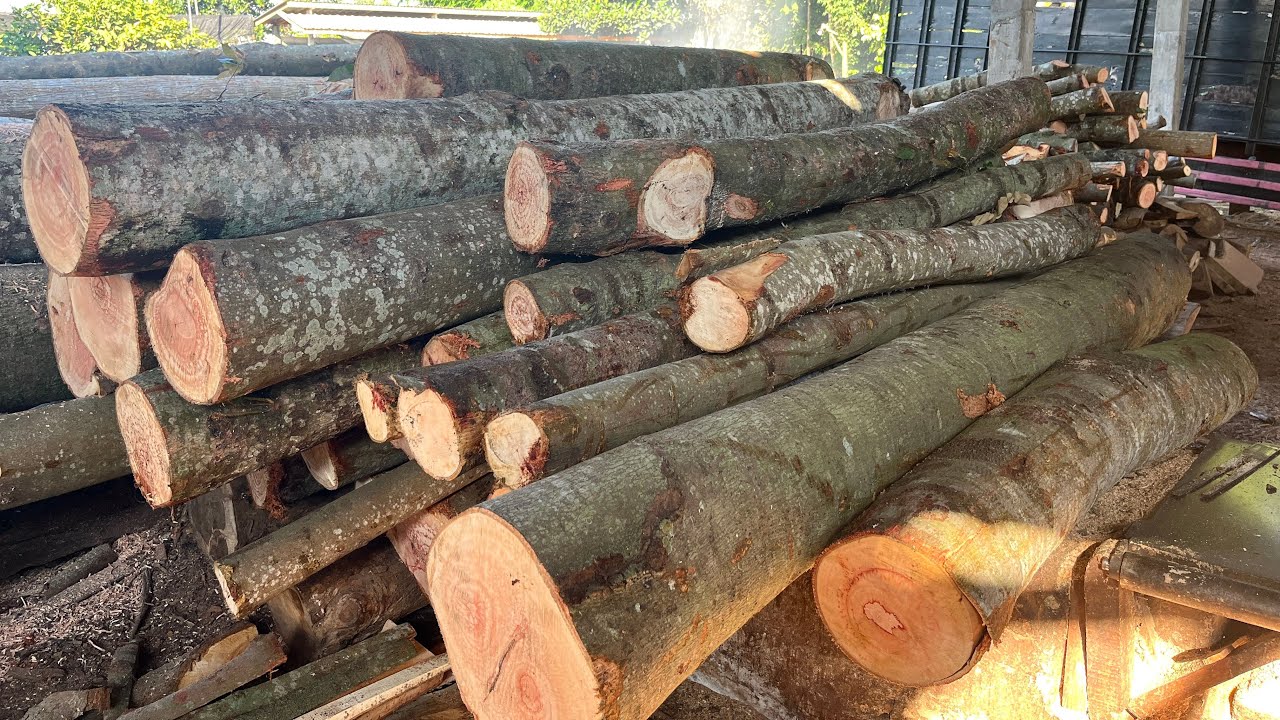 Amazing ,, hebatnya potong pucuk kayu wadang super presisi dengan ...