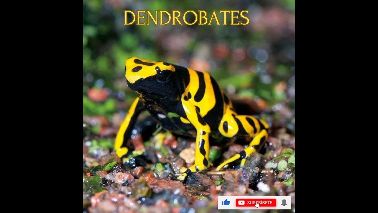 El fascinante mundo de las dendrobates - YouTube