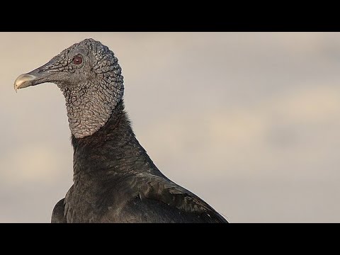 Nice Black Vulture, More Docile, Less Ferocious! #vultures#beautiful# ...