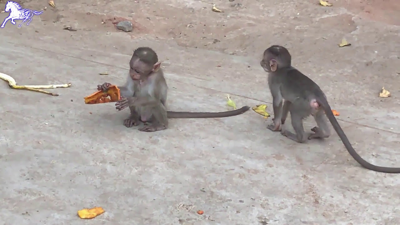 Monkey Eating Papaya Fruit - YouTube