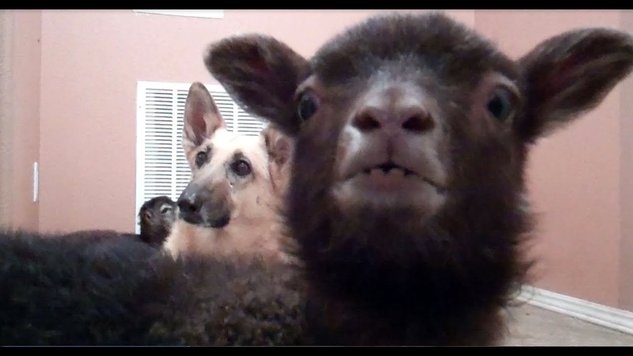 Yeah Lamb [Original] - YouTube