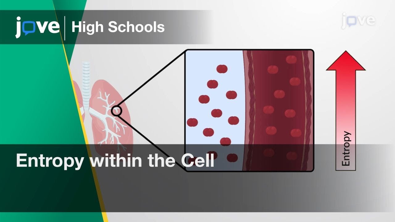 Entropy within the Cell | Cell Bio | Video Textbooks - Preview - YouTube