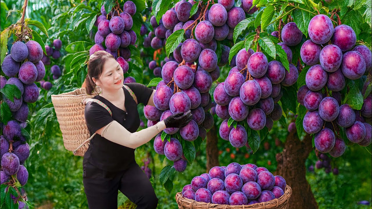 Harvesting Rare Wild Plums - Ancient Dried Plum Method Surprises the ...