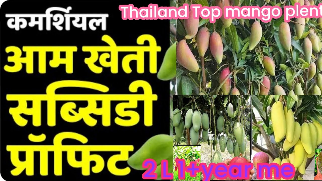 Thailand Top mango varieties plent ki upper 1+2+ L 2year me all over ...