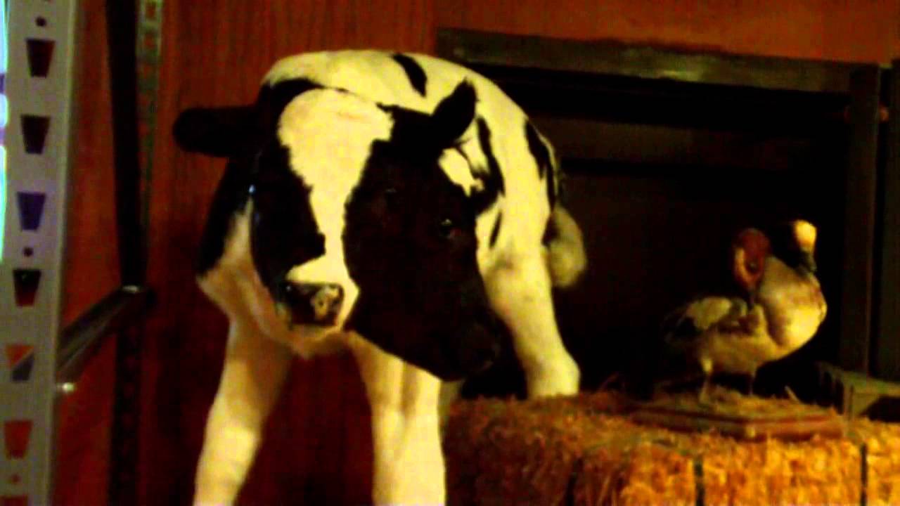 A TWO HEADED BABY COW(MUST WATCH!!!!!) - YouTube