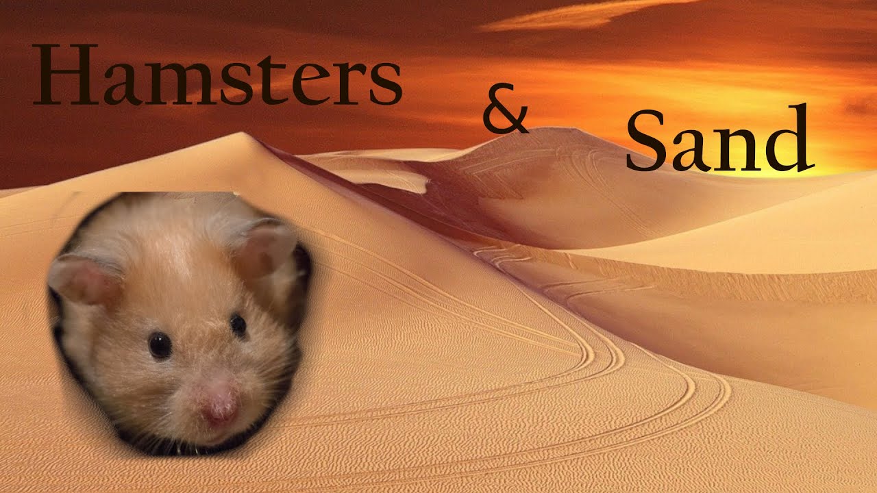 Hamster Digging In Sand Bath - YouTube