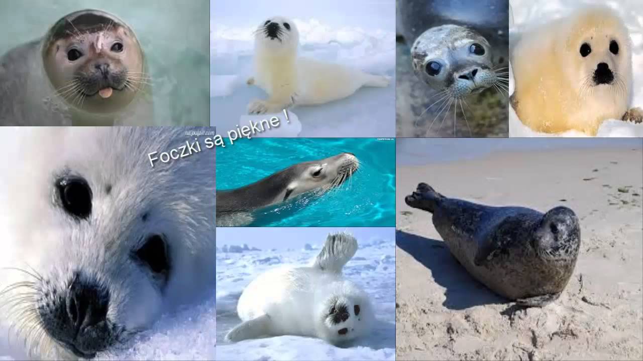Foki i Foczki - YouTube
