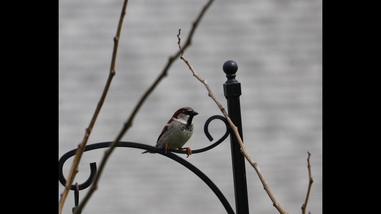 Birds Youtube