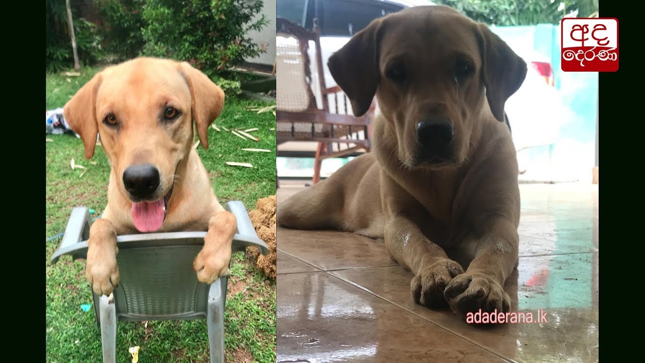 Dog set on fire in Negombo sparks outrage and fresh calls for Animal ...